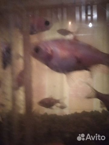 Карась цветной