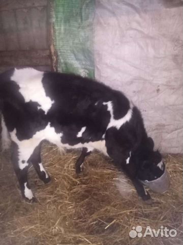 Прадаю бычка