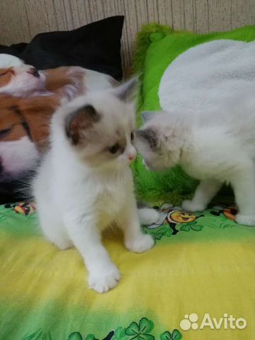 Прекрасные малыши рэгдолл