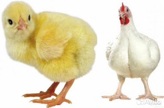 Бройлерные цыплята росс-308 Венгрия