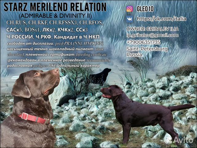 Титулованный кобель лабрадора приглашает на вязку