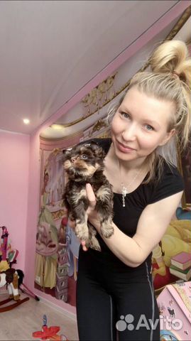 Шоколадный йорк куколки