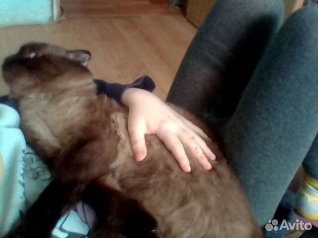 Шотландский кот вязка