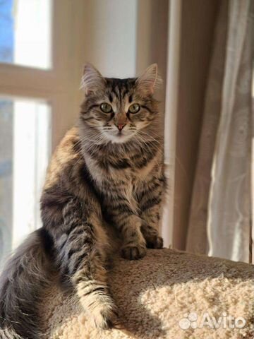 Разные кошки молодые сибирские в дар