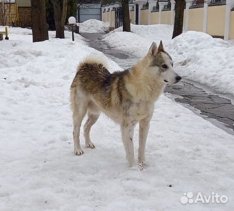 Западно-сибирская лайка для охоты