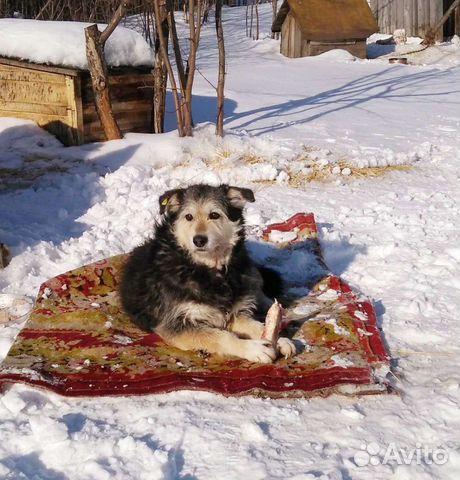Чапа отдам в добрые руки. Доставка