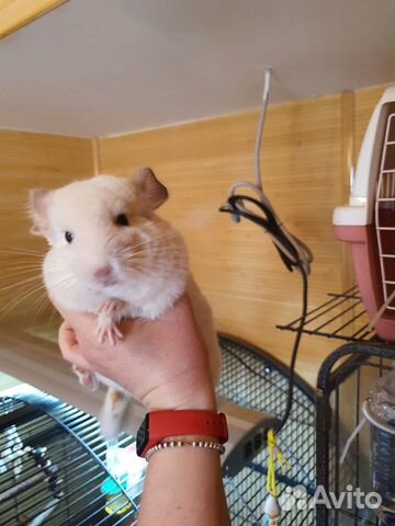 Шиншиллы девочка и мальчик парочка