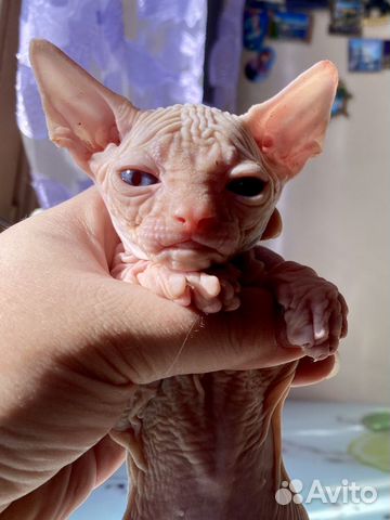 Сладкий солнечный мальчишка сфинкс