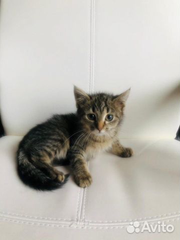 Чудесный котомальчик,2 мес