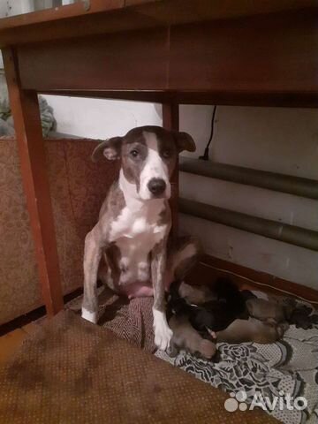 Стаффордширский терьер помесь щенки