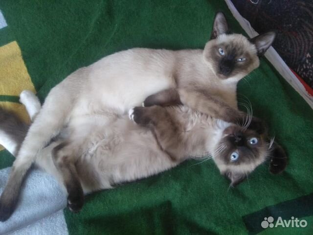 Котятки ищут новый дом