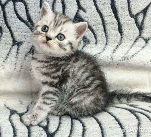 Британские котята окраса вискас