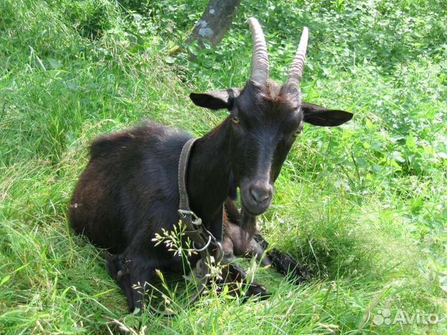 Продам Быка, козу и козлëнка