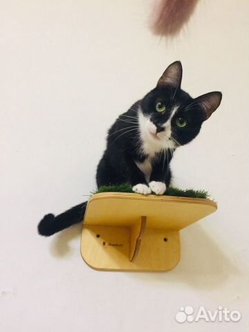 Кошечка Юся в дар в добрые руки