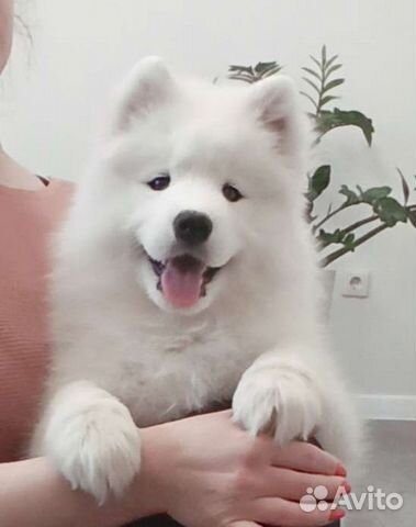 Щенки Самоеда
