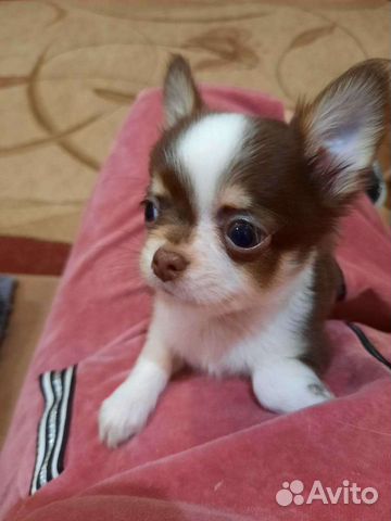 Чихуахуа чистокровная