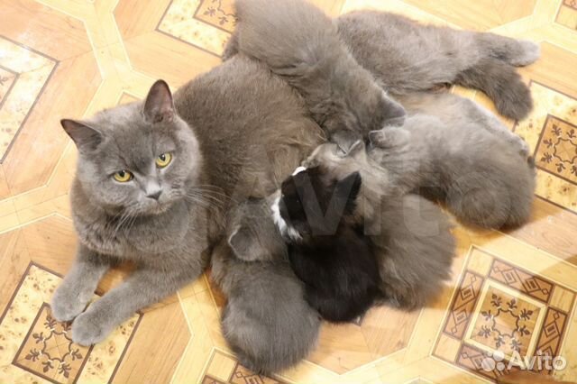 Отдам котят