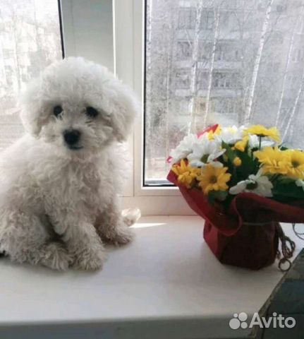 Супер щеночки великолепной гипоалергенной породы