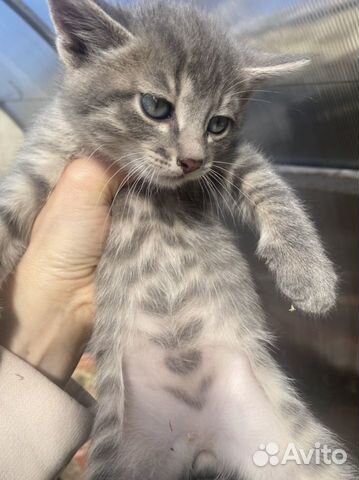 Котенок метис бенгал