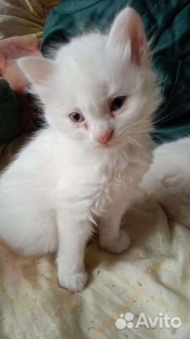 Лапушки котятки ищут дом