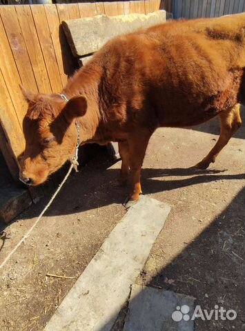 Телочка