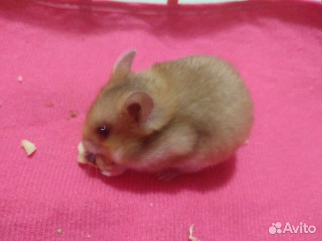 Сирийский хомяк бесплатно