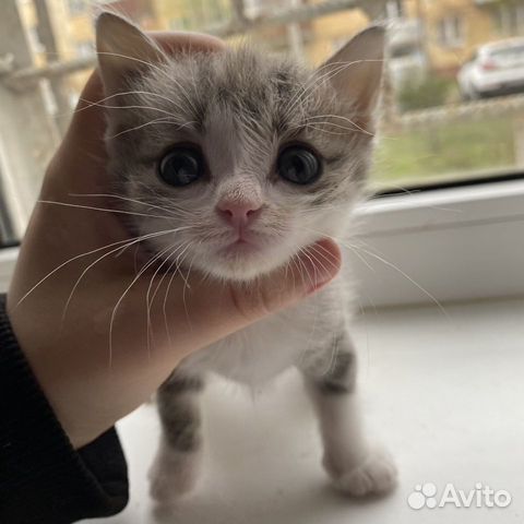 Котенок Девочка 1.5 месяца Миниатюрная