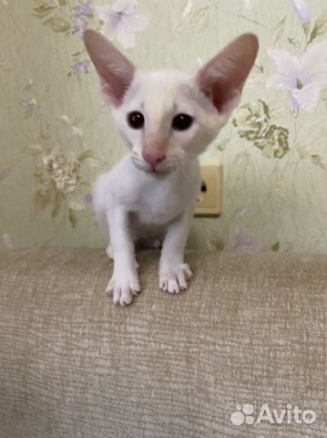 Ориентальный котенок