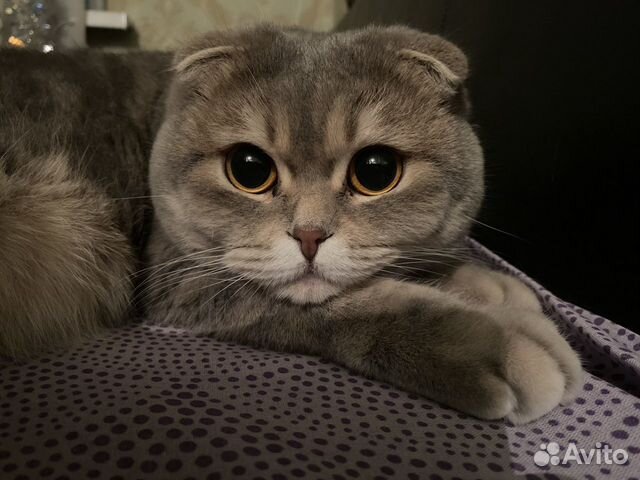 Шотландская вислоухая