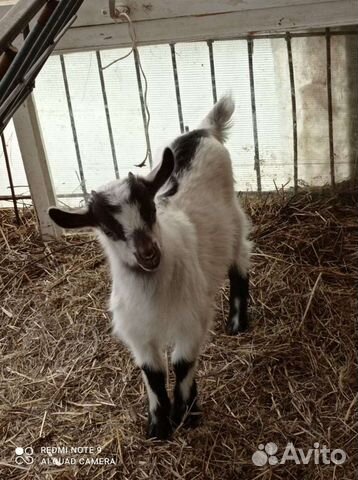 Сельскохозяйственные животные