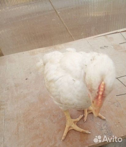 Петушки Ломан Браун