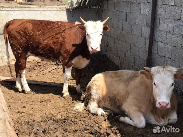Телки на мясо