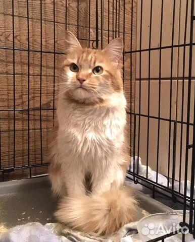 Котик рыжий ласковый
