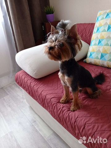 Вязка мини йоркширского терьера