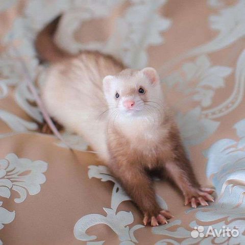 Хорек