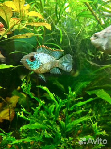 Продам пару нанокар