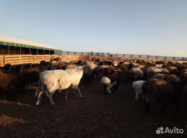 Овцы бараны