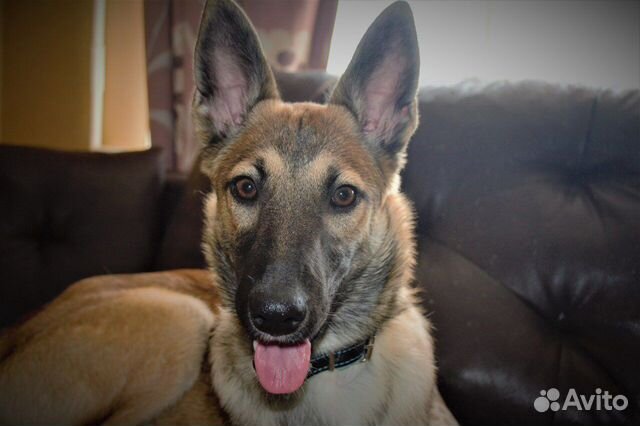 Малинуа щенок (метис) в добрые руки