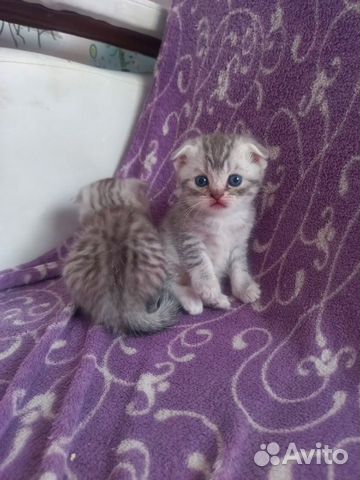 Шотландскае вислоухие котята