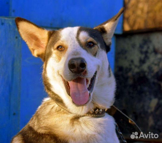 Кобель Гордей помесь/фенлтип лайки