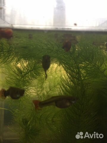 Аквариумные рыбки Гуппи