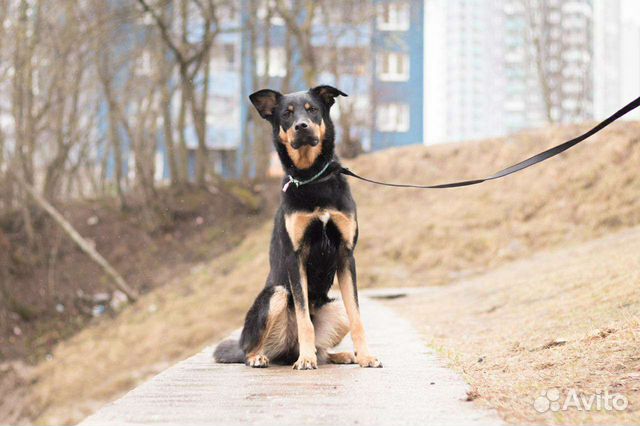 Собака красавчик Тайсон