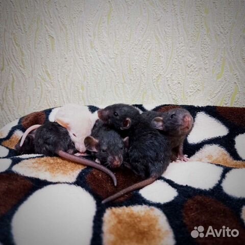 Крысята