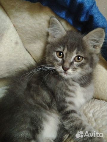 Котята в добрые руки SOS