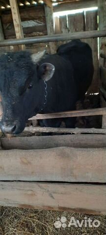 Быки живым весом