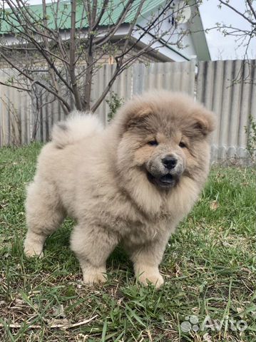 Очаровательный комочек чау-чау