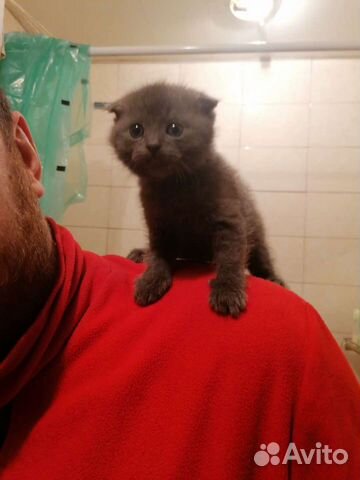 Котенок вислоухий шатландец