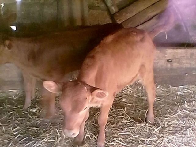 Телята телки