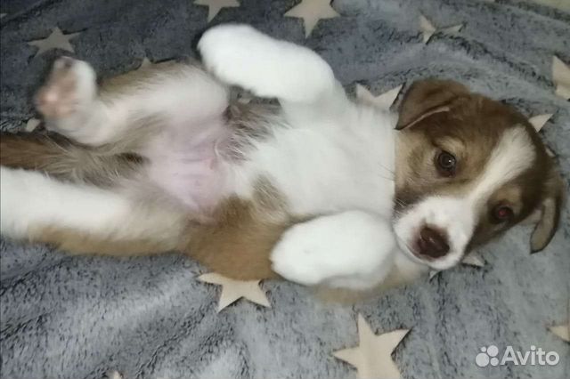 Малышок в добрые руки (мальчик 1,5 мес)