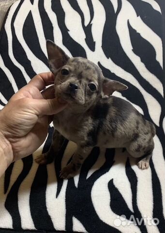 Чихуахуа Яркая Мерле Малина